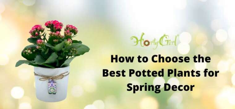 How To Choose The Best Potted Plants For Spring Decor - Horty Girl