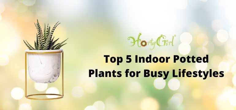 Top 5 Indoor Potted Plants for Busy Lifestyles - Horty Girl