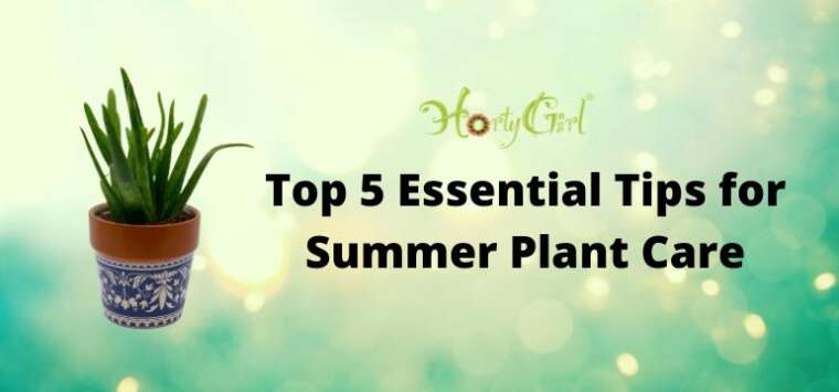 Top 5 Essential Tips for Summer Plant Care - Horty Girl
