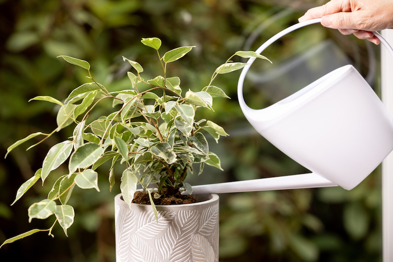 5 Essential Fall Indoor Plant Care Tips You Need to Know - Horty Girl